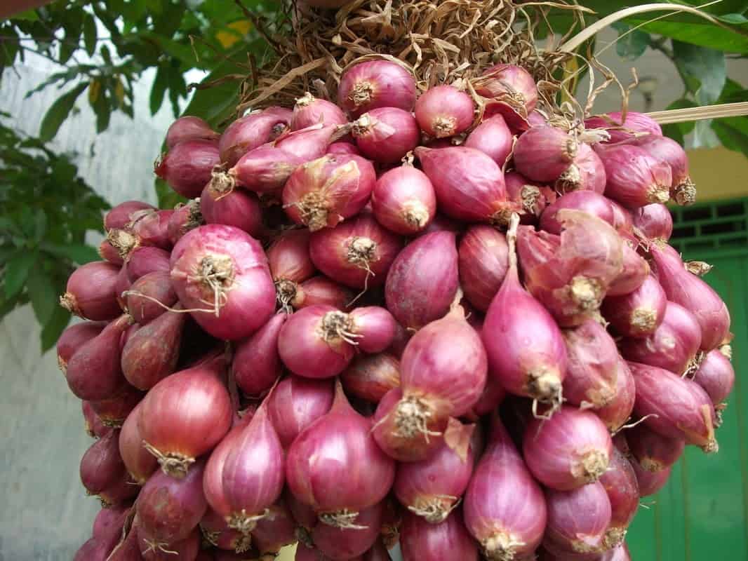 Ide Terbaru 19 Gambar Bawang Merah